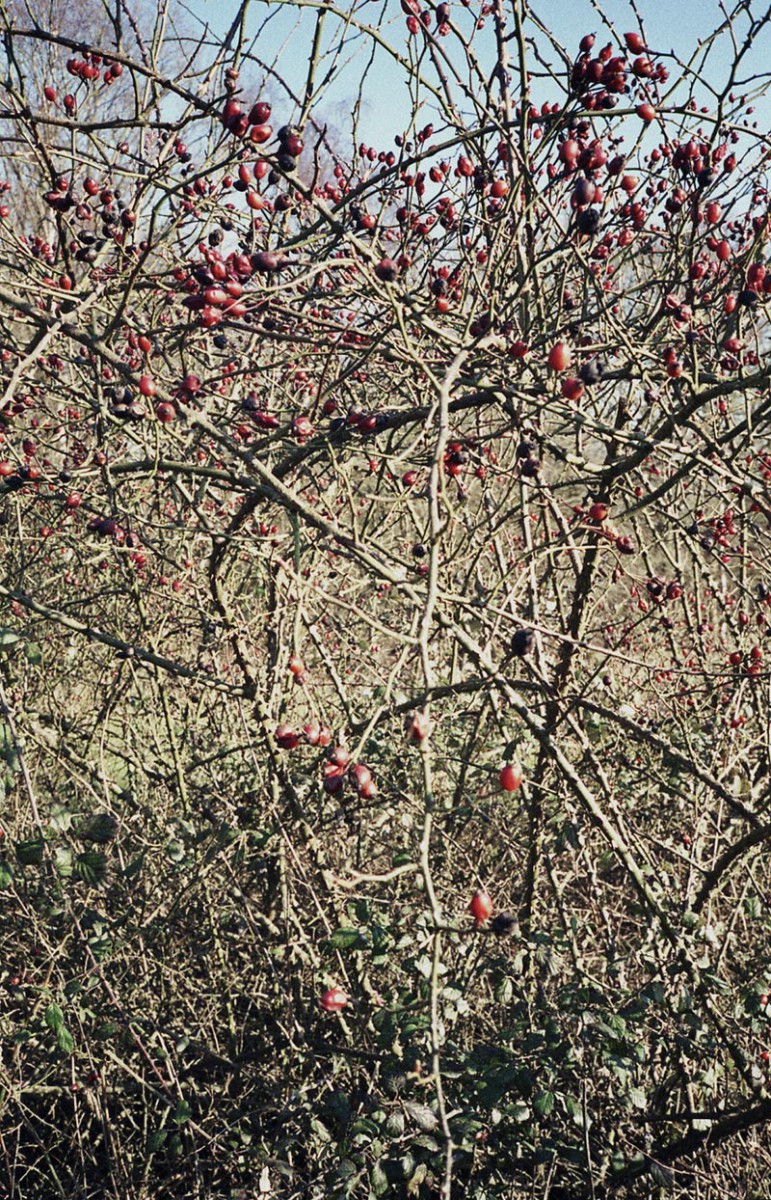 Hannah by Laura Jiménez for C-Heads - C-Heads Magazine