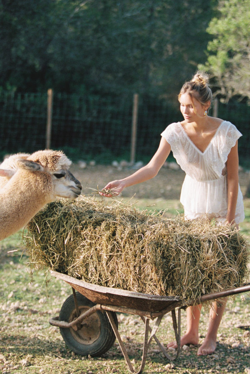 Alpacas Ibiza - C-Heads Magazine