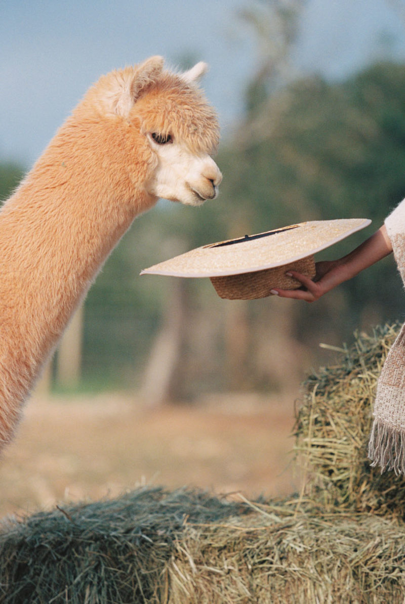 Alpacas Ibiza - C-Heads Magazine