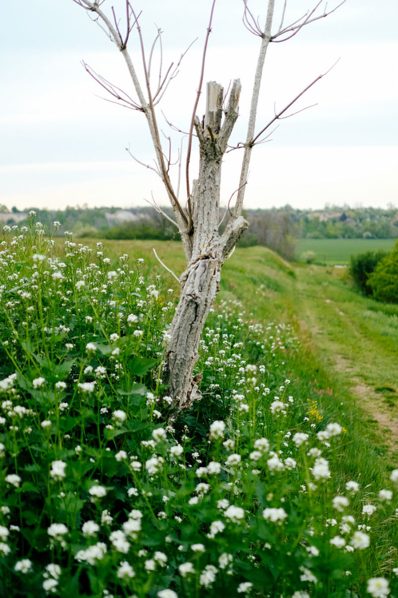 The sweet smell of spring - C-Heads Magazine