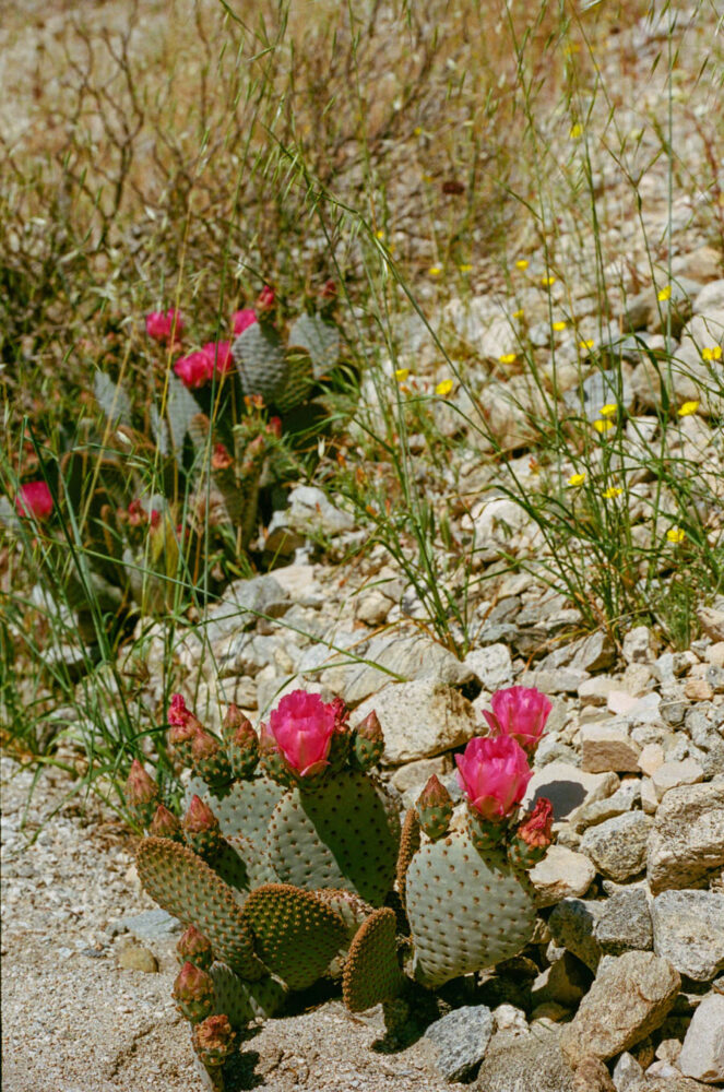 Desert Daydream - C-Heads Magazine